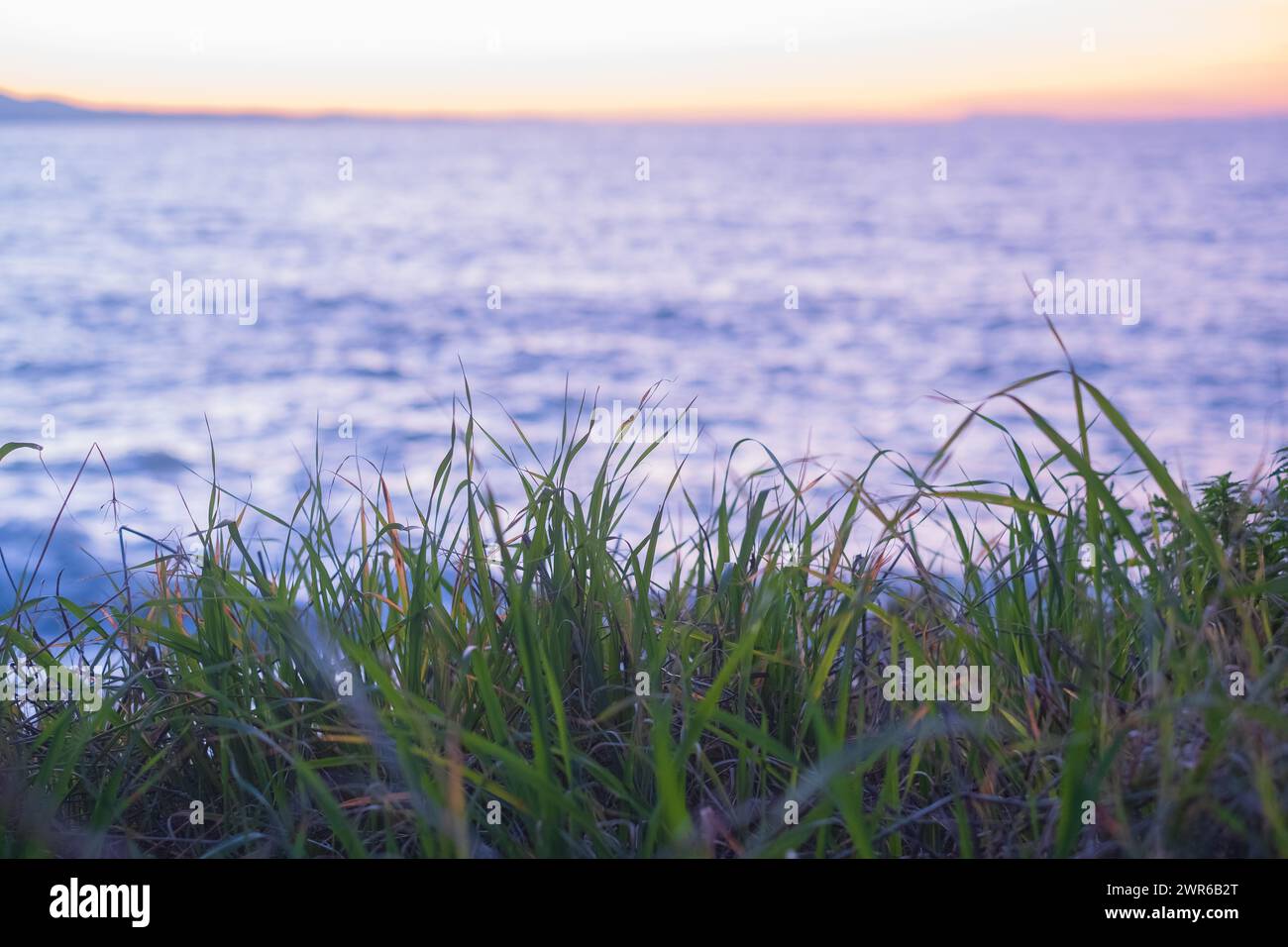 Sea grass ecosystem hi-res stock photography and images - Alamy