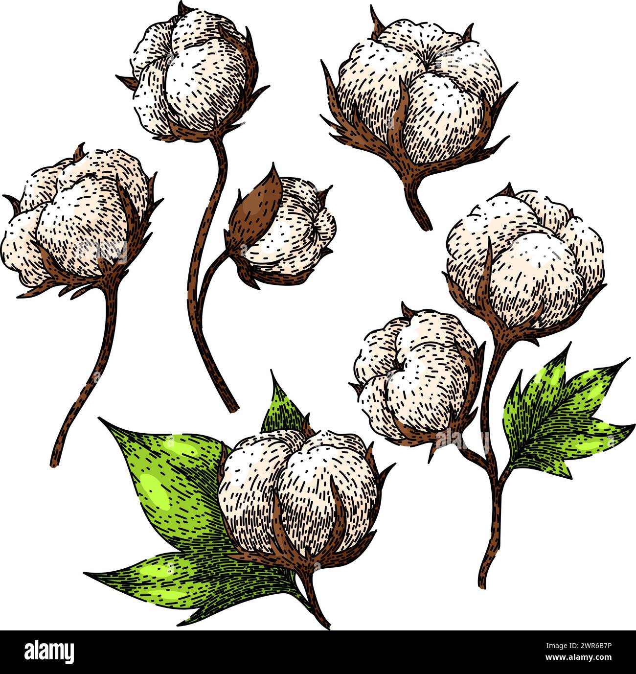 cotton plant set sketch hand drawn vector Stock Vector Image & Art - Alamy