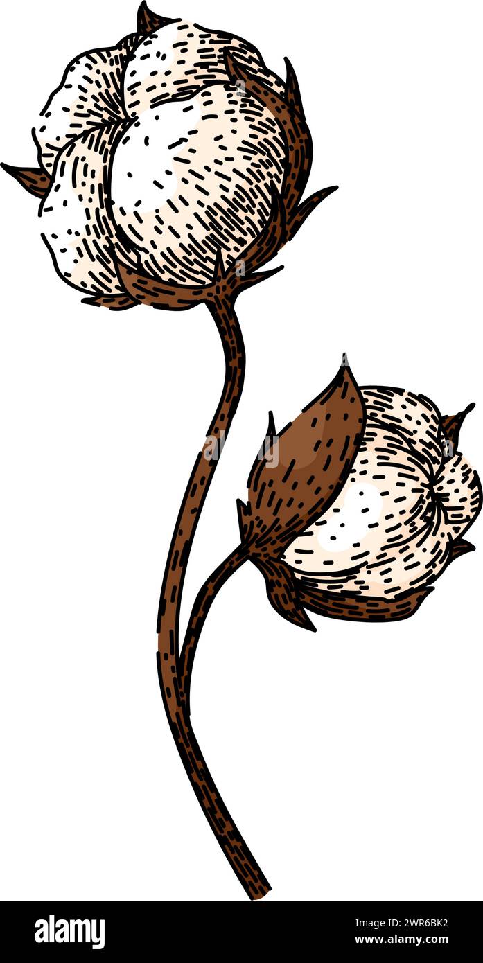field cotton plant sketch hand drawn vector Stock Vector Image & Art ...