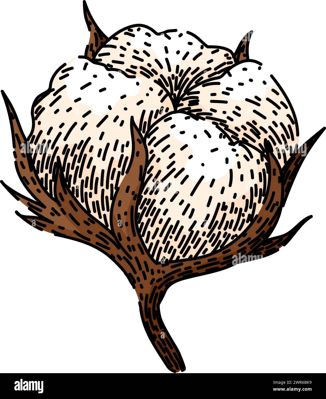 flower cotton plant sketch hand drawn vector Stock Vector Image & Art ...