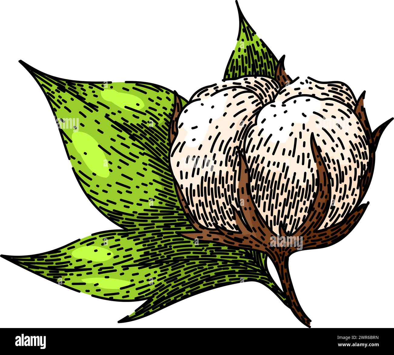 fly cotton plant sketch hand drawn vector Stock Vector Image & Art - Alamy