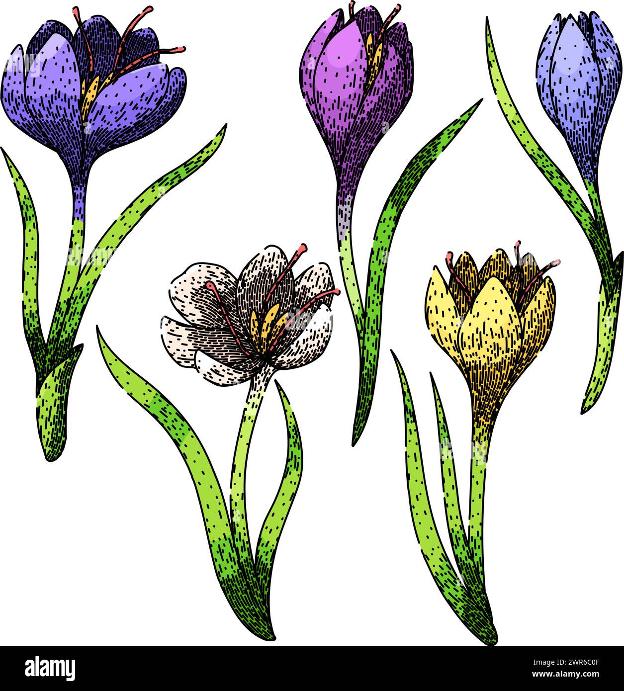 crocus set sketch hand drawn vector Stock Vector Image & Art - Alamy