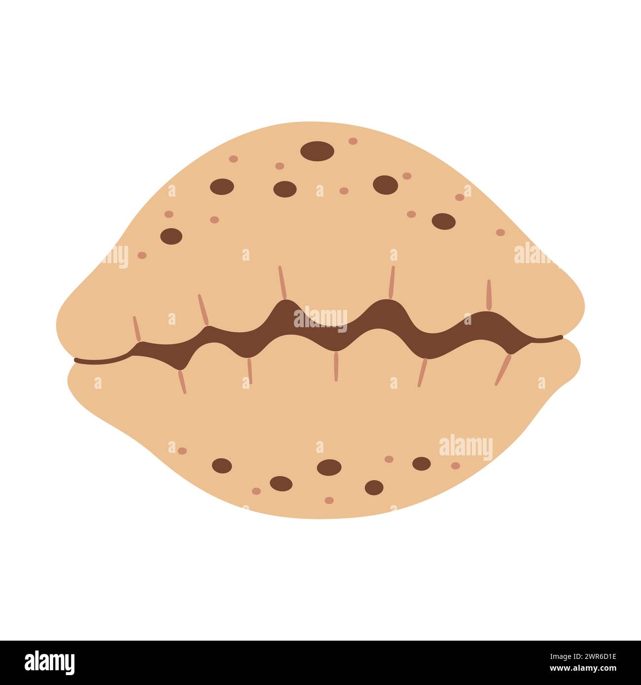 Hand drawn Tiger Cowrie Seashell. Cartoon style flat illustration ...