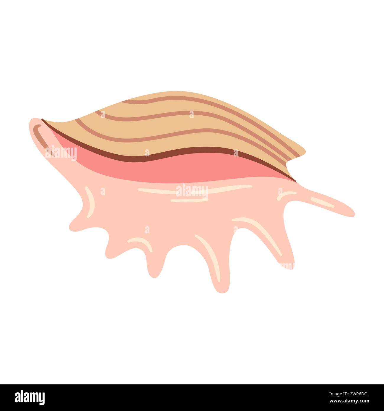 Hand drawn Seashell Arthritic Spider Conch, Murex. Cartoon style flat ...