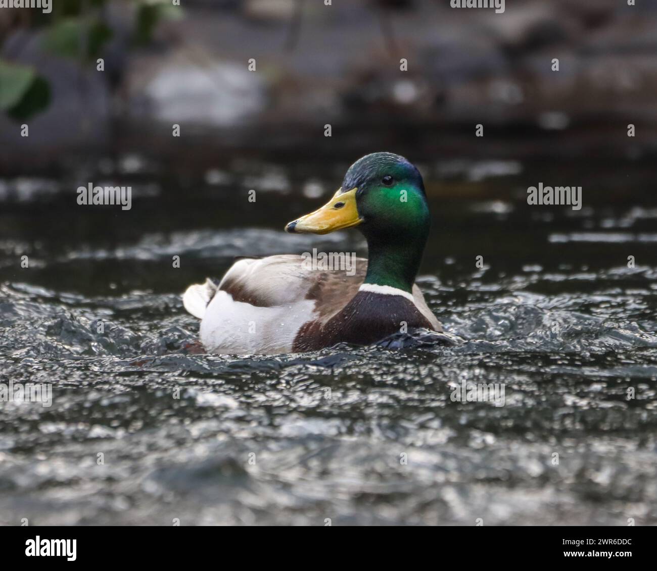 A male mallard duck swims near rocks in shallow water Stock Photo - Alamy