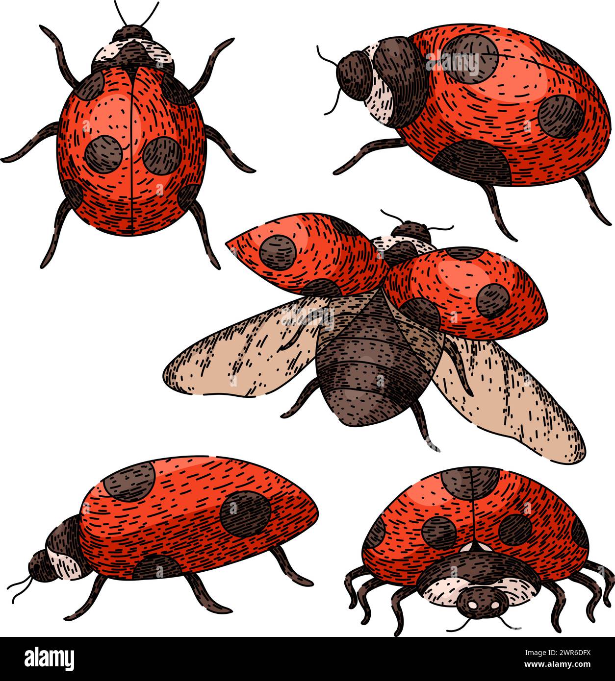 ladybug set sketch hand drawn vector Stock Vector Image & Art - Alamy