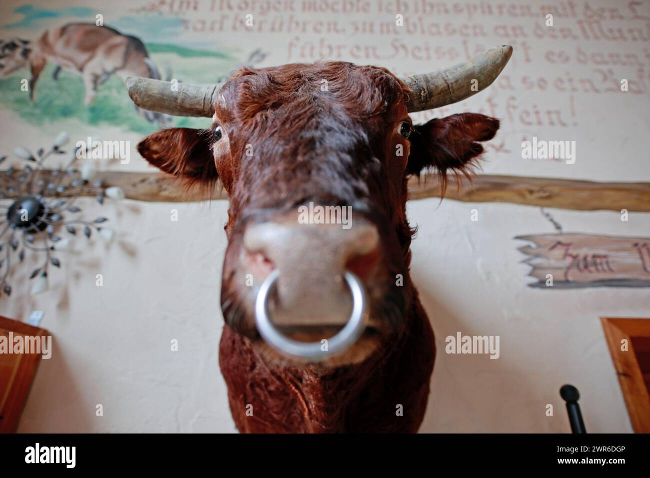 Tanne, Germany. 11th Mar, 2024. A beef head preparation hangs in the ...