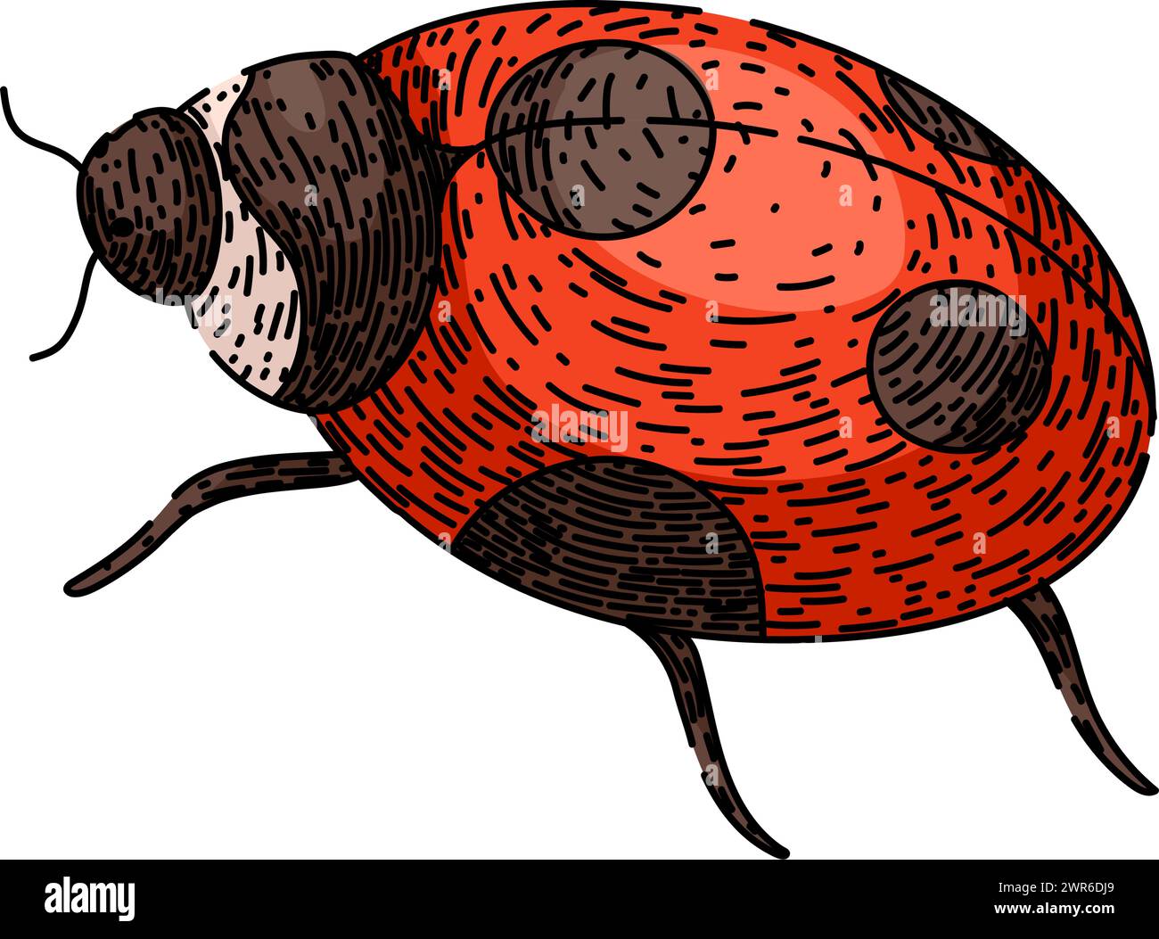 lady ladybug sketch hand drawn vector Stock Vector Image & Art - Alamy