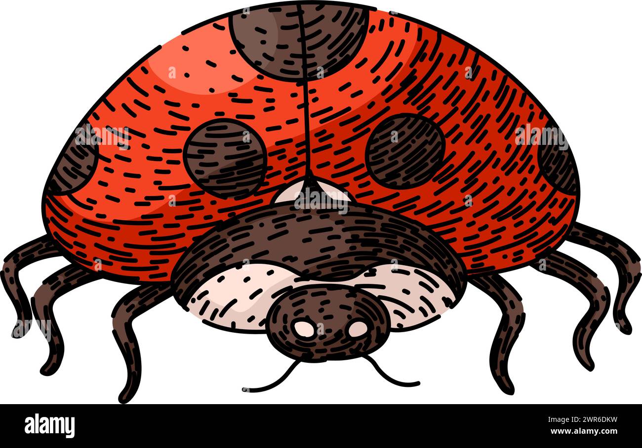 ladybird ladybug sketch hand drawn vector Stock Vector Image & Art - Alamy