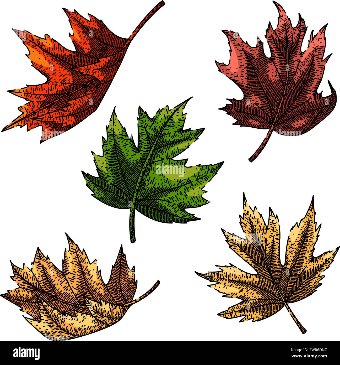 maple leaf set sketch hand drawn vector Stock Vector Image & Art - Alamy