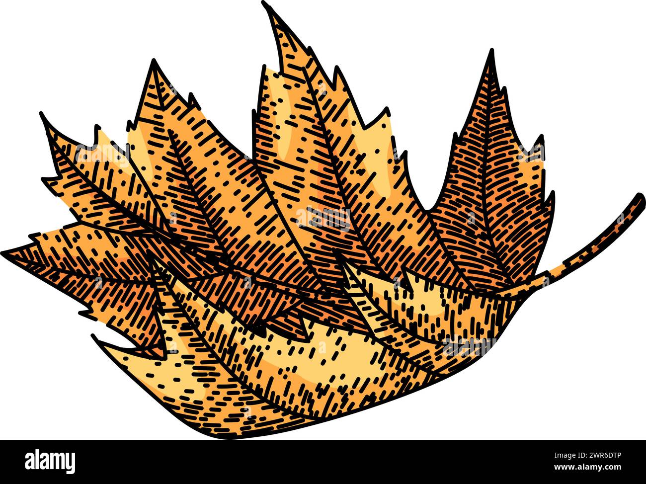 leaves maple leaf sketch hand drawn vector Stock Vector Image & Art - Alamy leaves maple leaf sketch hand drawn vector Stock Vector Image & Art - Alamy