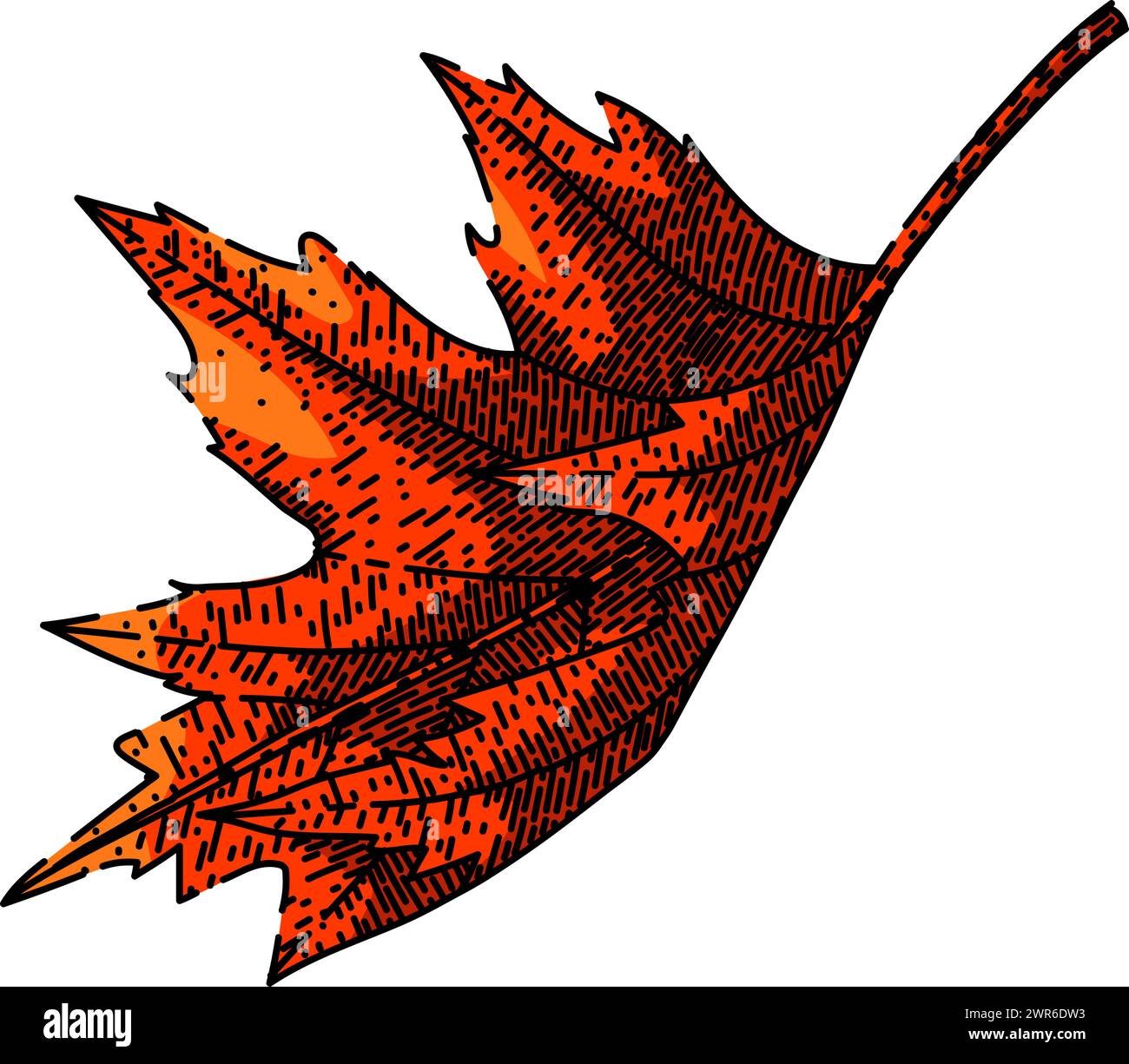 maple leaf sketch hand drawn vector Stock Vector Image & Art - Alamy maple leaf sketch hand drawn vector Stock Vector Image & Art - Alamy