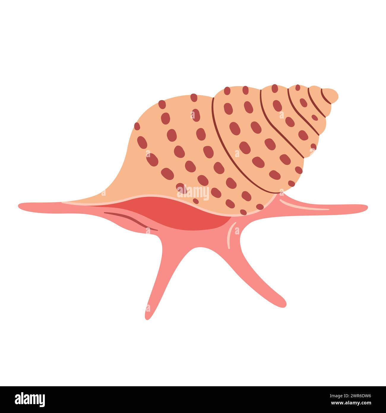 Hand drawn Seashell Arthritic Spider Conch, Murex. Cartoon style flat ...