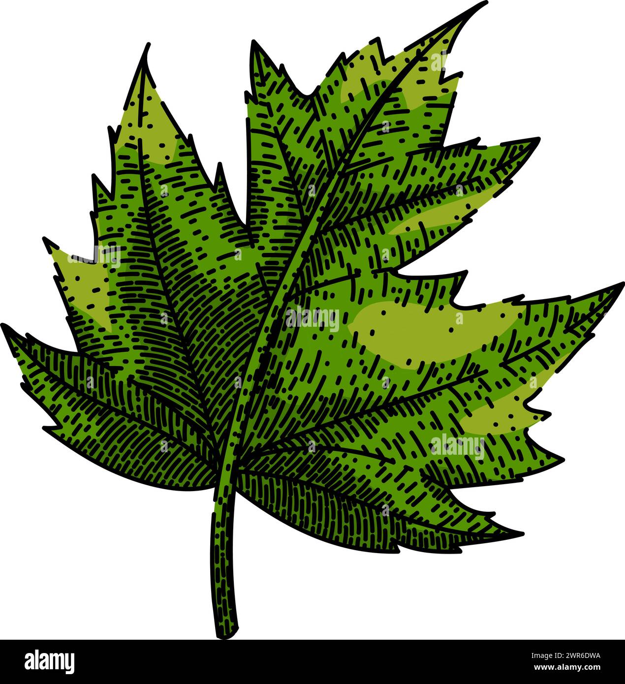 green maple leaf sketch hand drawn vector Stock Vector Image & Art - Alamy
