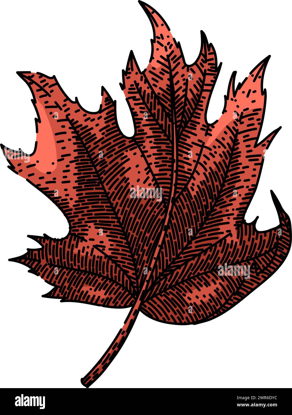 autumn maple leaf sketch hand drawn vector Stock Vector Image & Art - Alamy