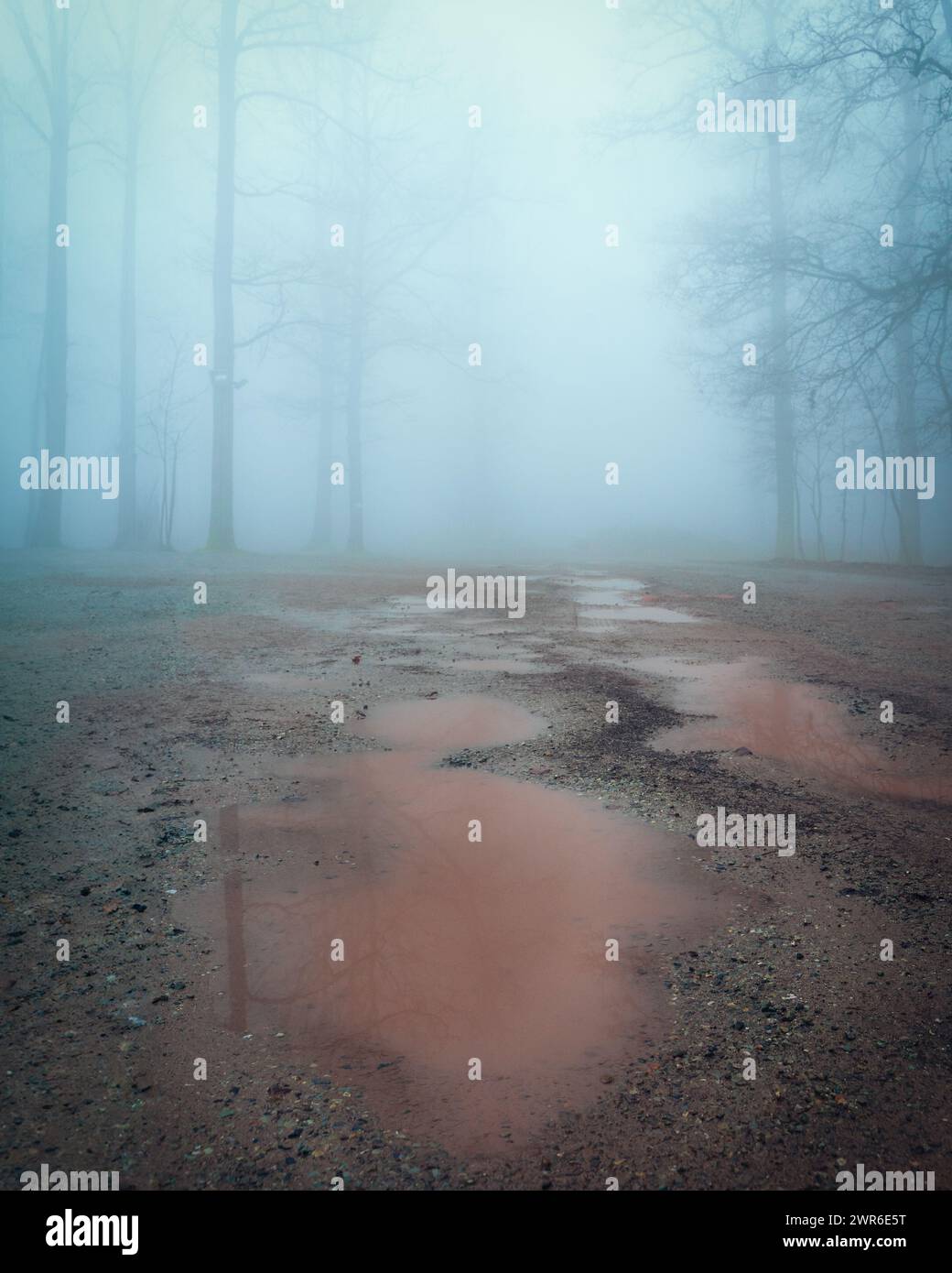 A misty morning in the Ardennes forest of Belgium Stock Photo - Alamy