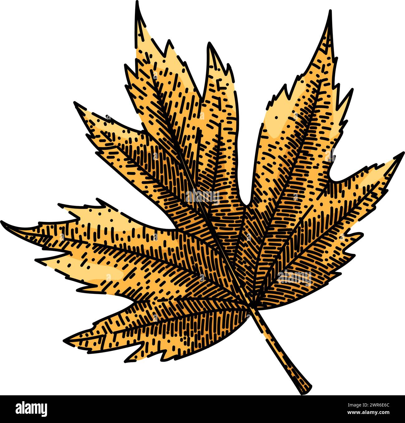 maple leaf sketch hand drawn vector Stock Vector Image & Art - Alamy