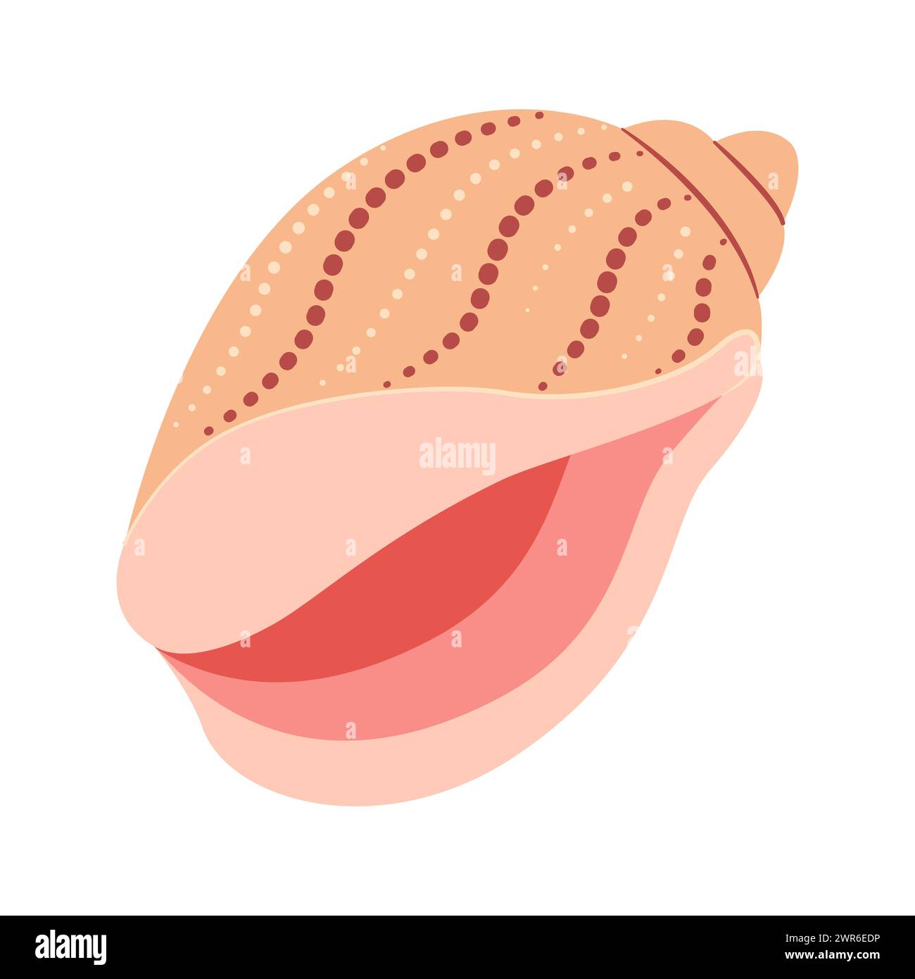 Hand drawn Seashell. Cartoon style flat illustration seashell isolated ...