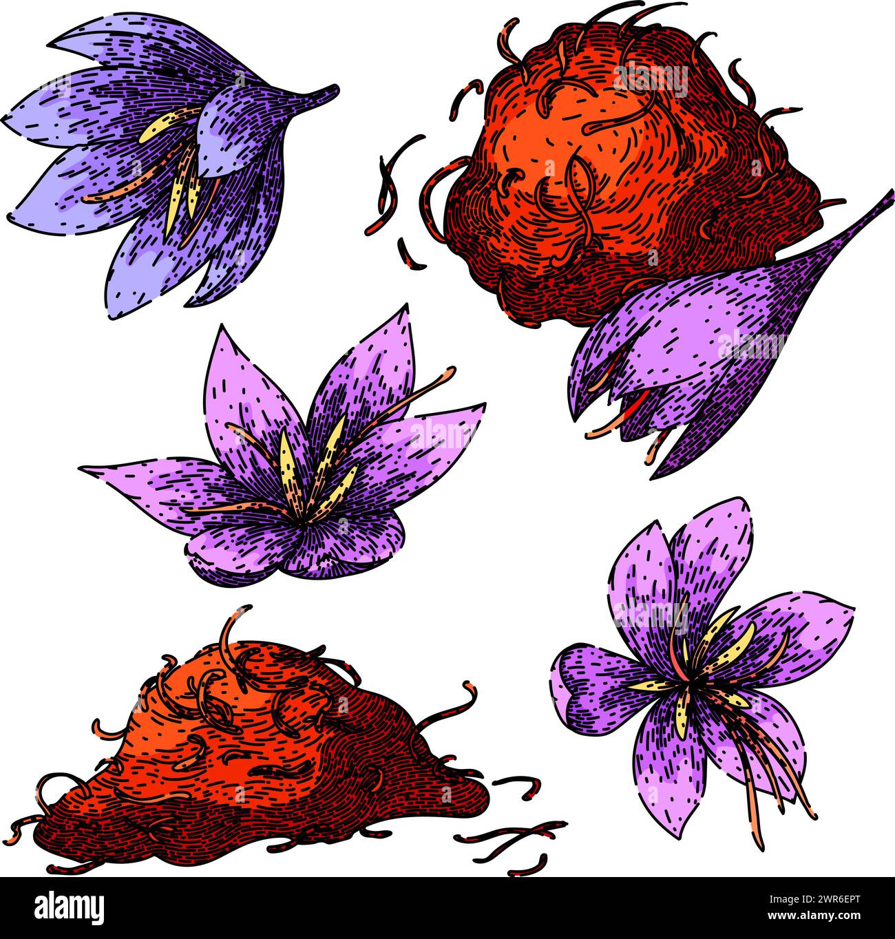 saffron set sketch hand drawn vector Stock Vector Image & Art - Alamy