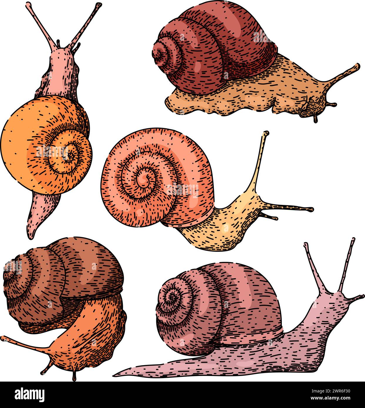 snail set sketch hand drawn vector Stock Vector Image & Art - Alamy