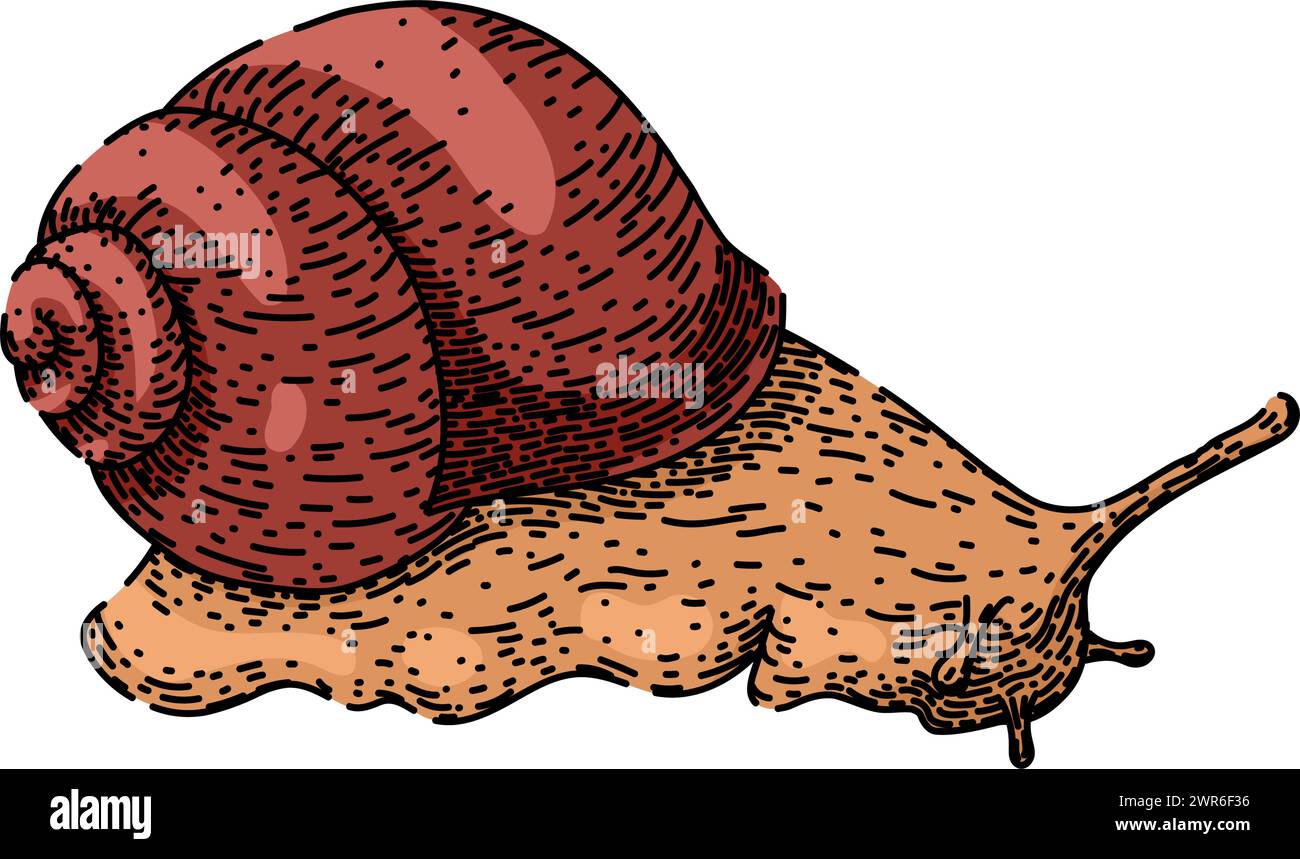 object snail sketch hand drawn vector Stock Vector Image & Art - Alamy