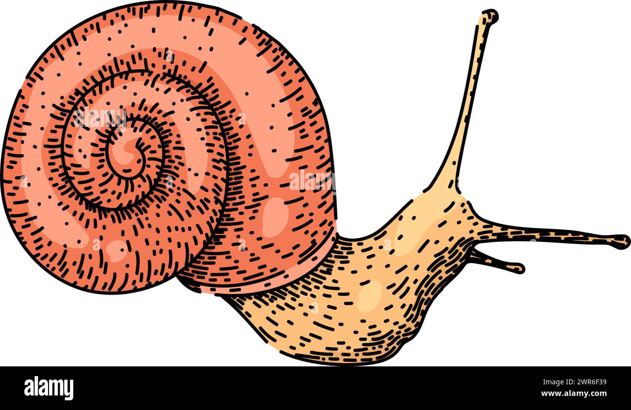slug snail sketch hand drawn vector Stock Vector Image & Art - Alamy