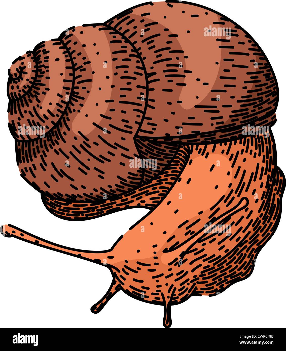 garden snail sketch hand drawn vector Stock Vector Image & Art - Alamy