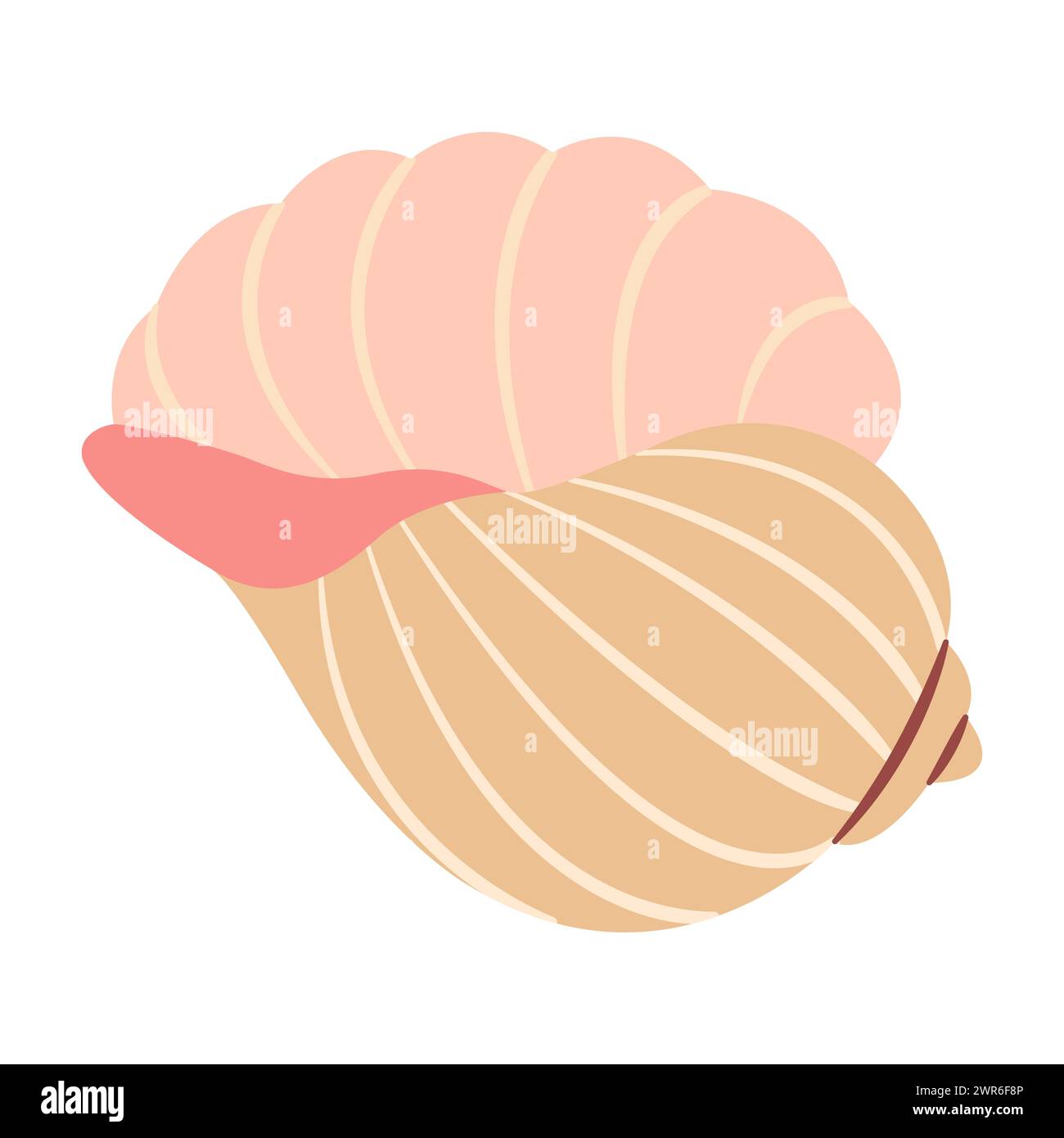 Hand drawn Rapa Snail Seashell. Cartoon style flat illustration ...