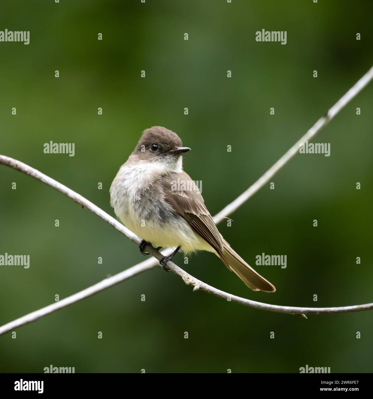 A tiny Eastern Phoebe (Sayornis phoebe) perched on a tree branch Stock ...