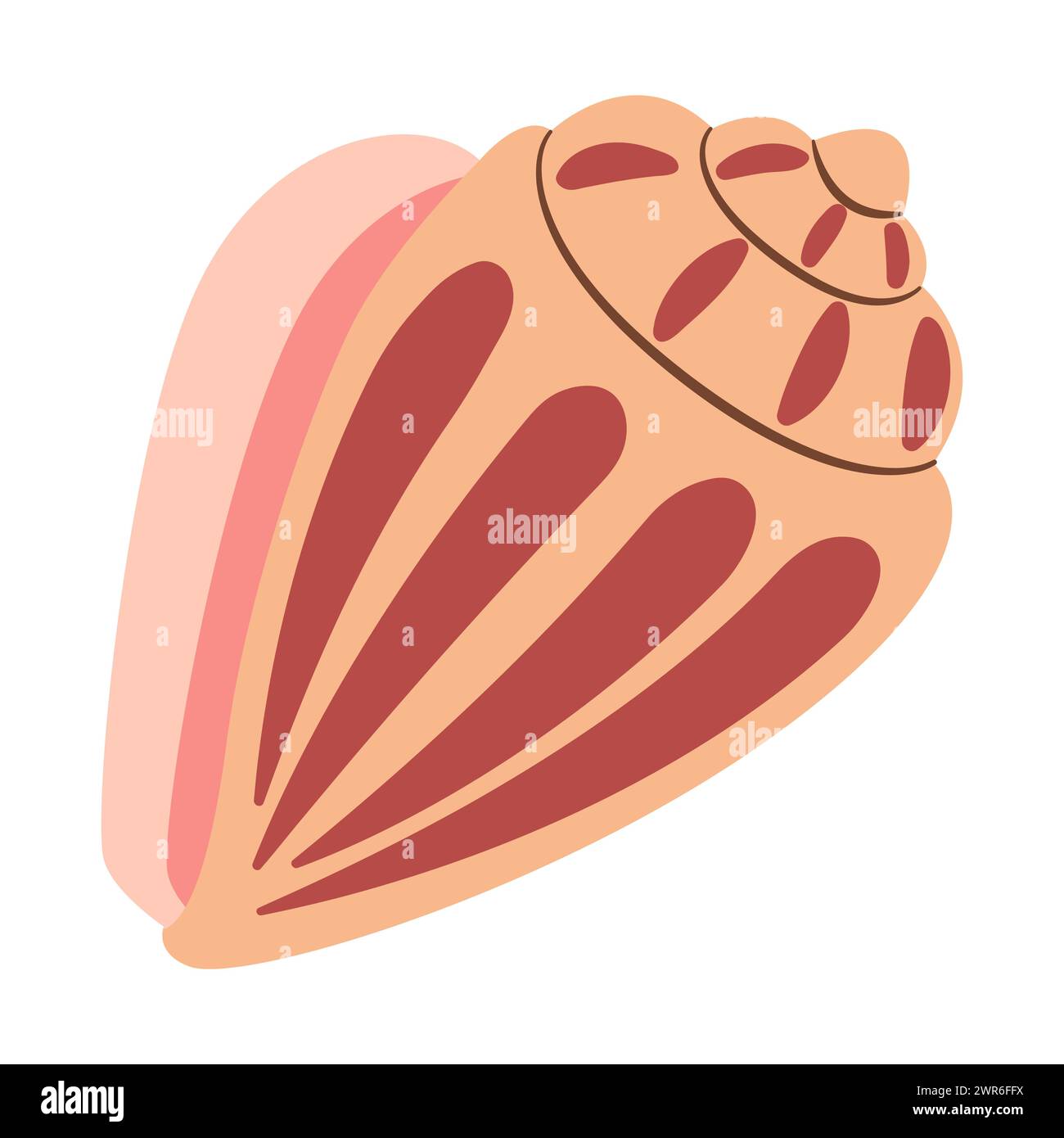 Hand drawn Cone Seashell. Cartoon style flat illustration seashell isolated on white background ...