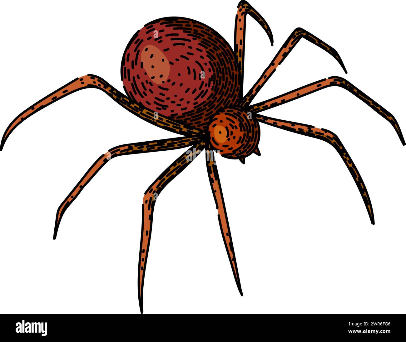 spider sketch hand drawn vector Stock Vector Image & Art - Alamy