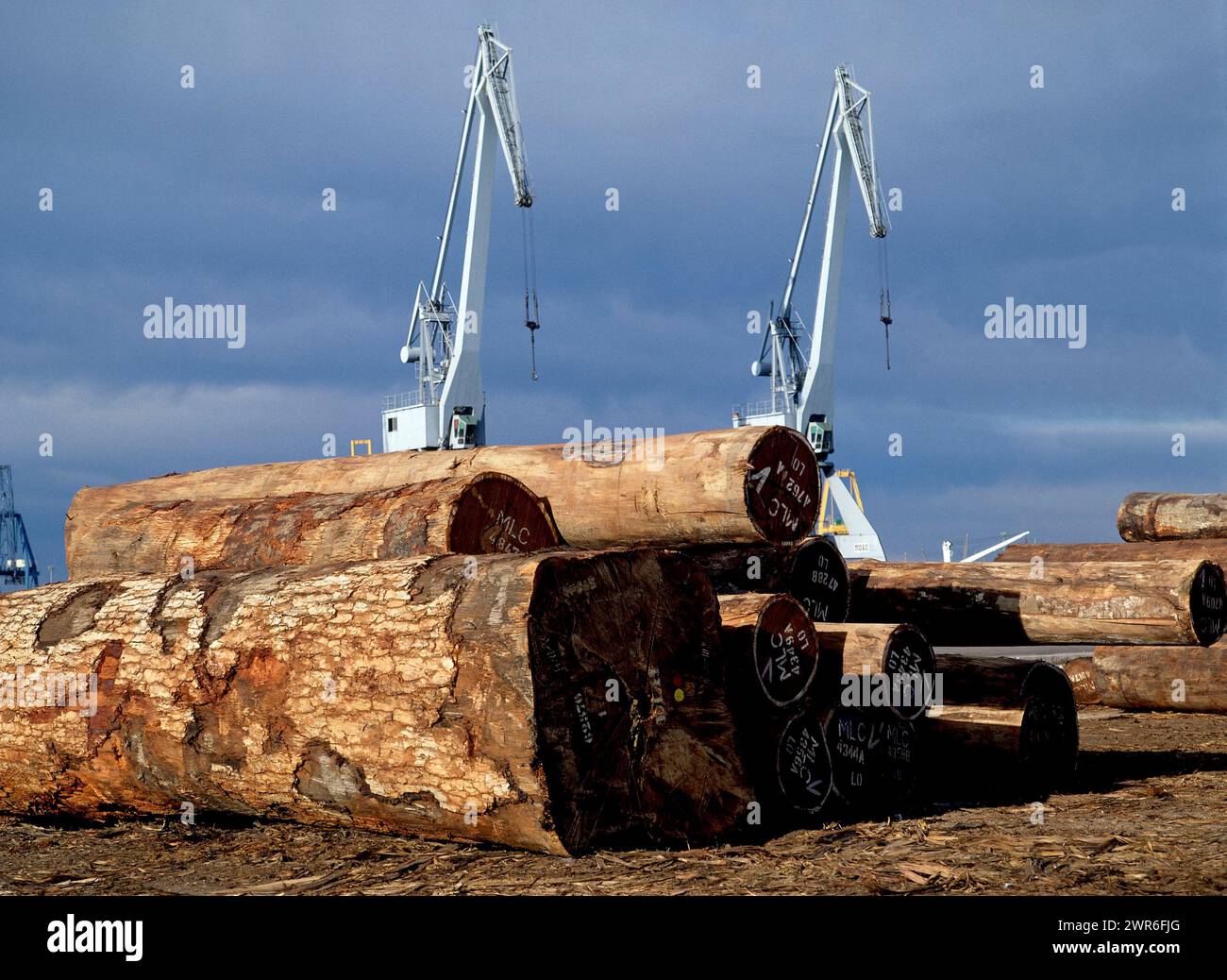 TRONCOS DE MADERA EN EL MUELLE. Location: PUERTO. Valencia. SPAIN Stock ...