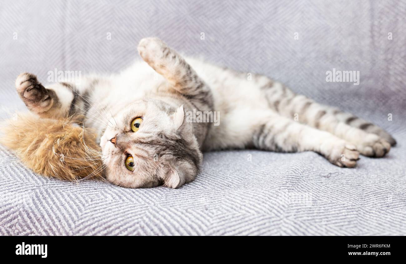 gray scottish fold posing on gray couch Stock Photo - Alamy