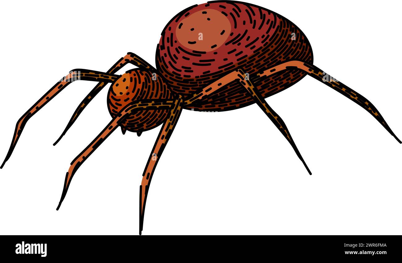 spider spider sketch hand drawn vector Stock Vector Image & Art - Alamy