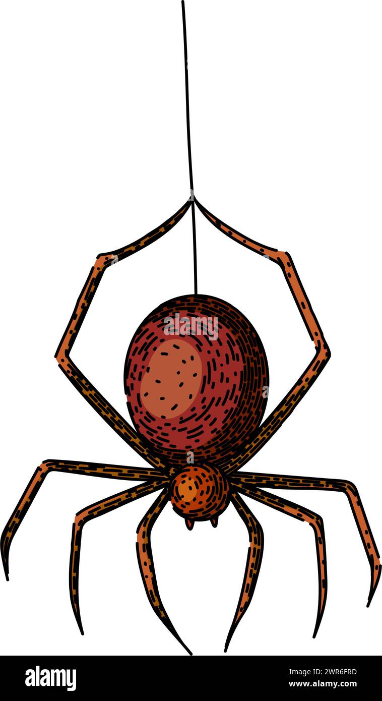 spider sketch hand drawn vector Stock Vector Image & Art - Alamy