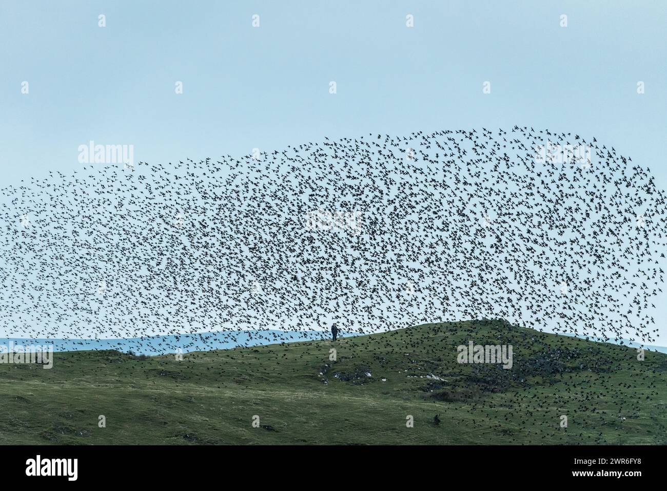 Welsh starling murmuration hi-res stock photography and images - Alamy