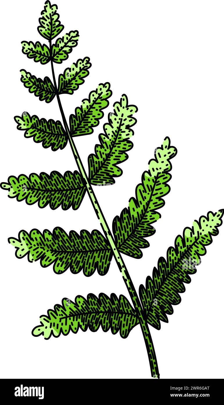 fern plant tropical leaf sketch hand drawn vector Stock Vector Image ...