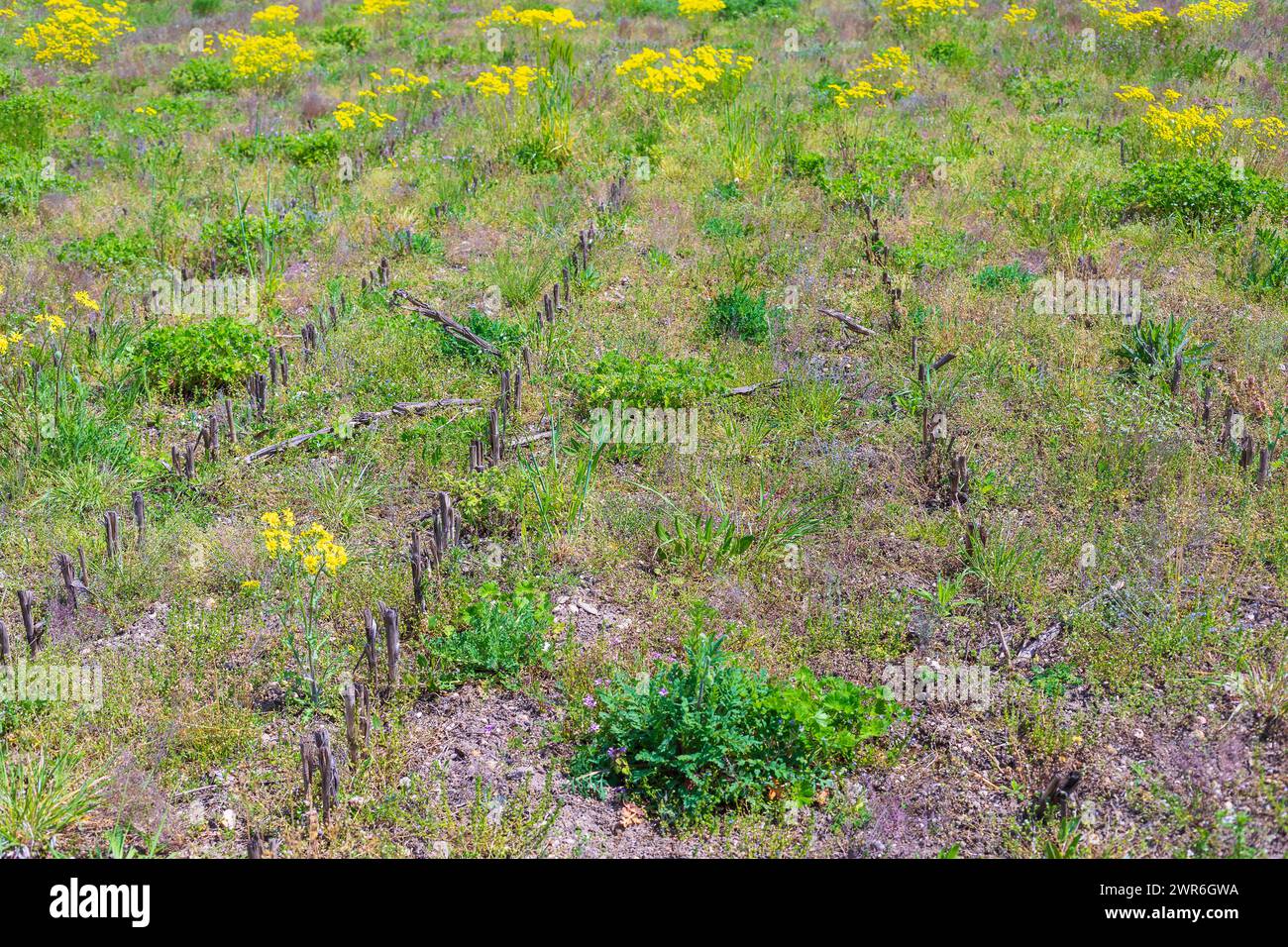 Brachliegendes feld hi-res stock photography and images - Alamy