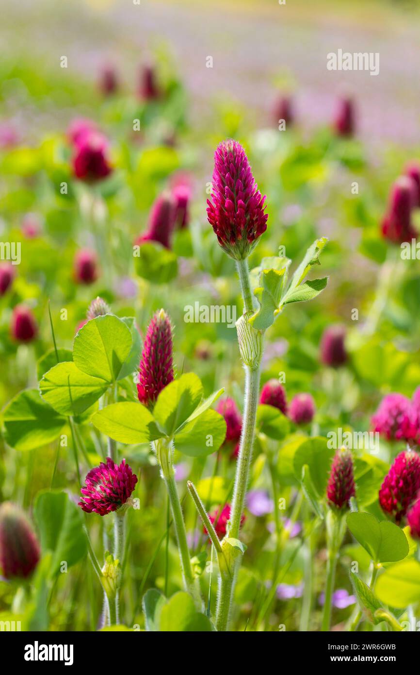 Klee trifolium hi-res stock photography and images - Alamy