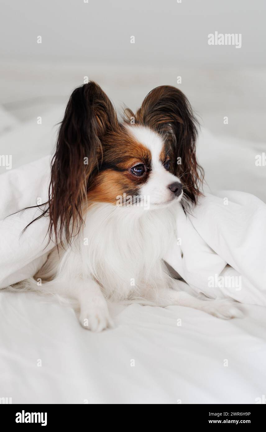 Papillon dog on bed under white blanket Stock Photo - Alamy