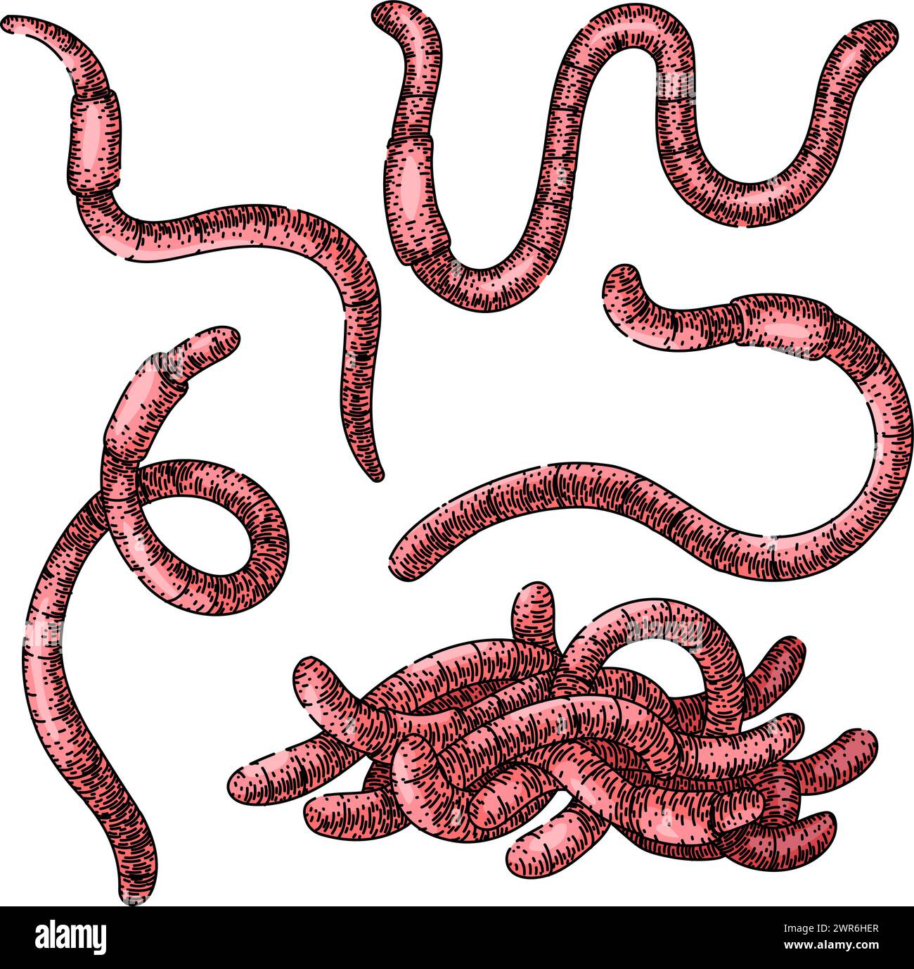 worm set sketch hand drawn vector Stock Vector Image & Art - Alamy