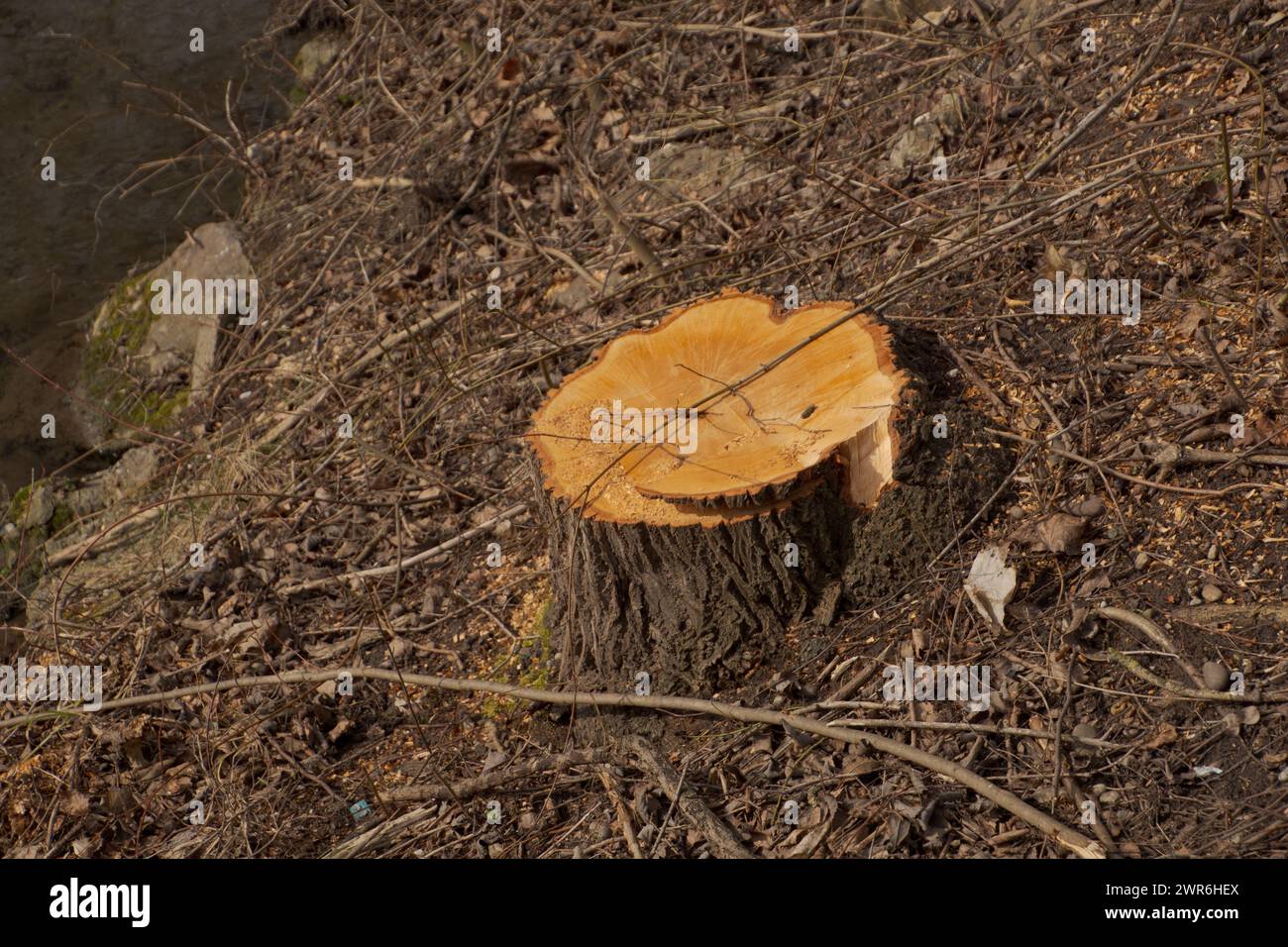 stump of fresh felled trees in spring for tree care Stock Photo - Alamy