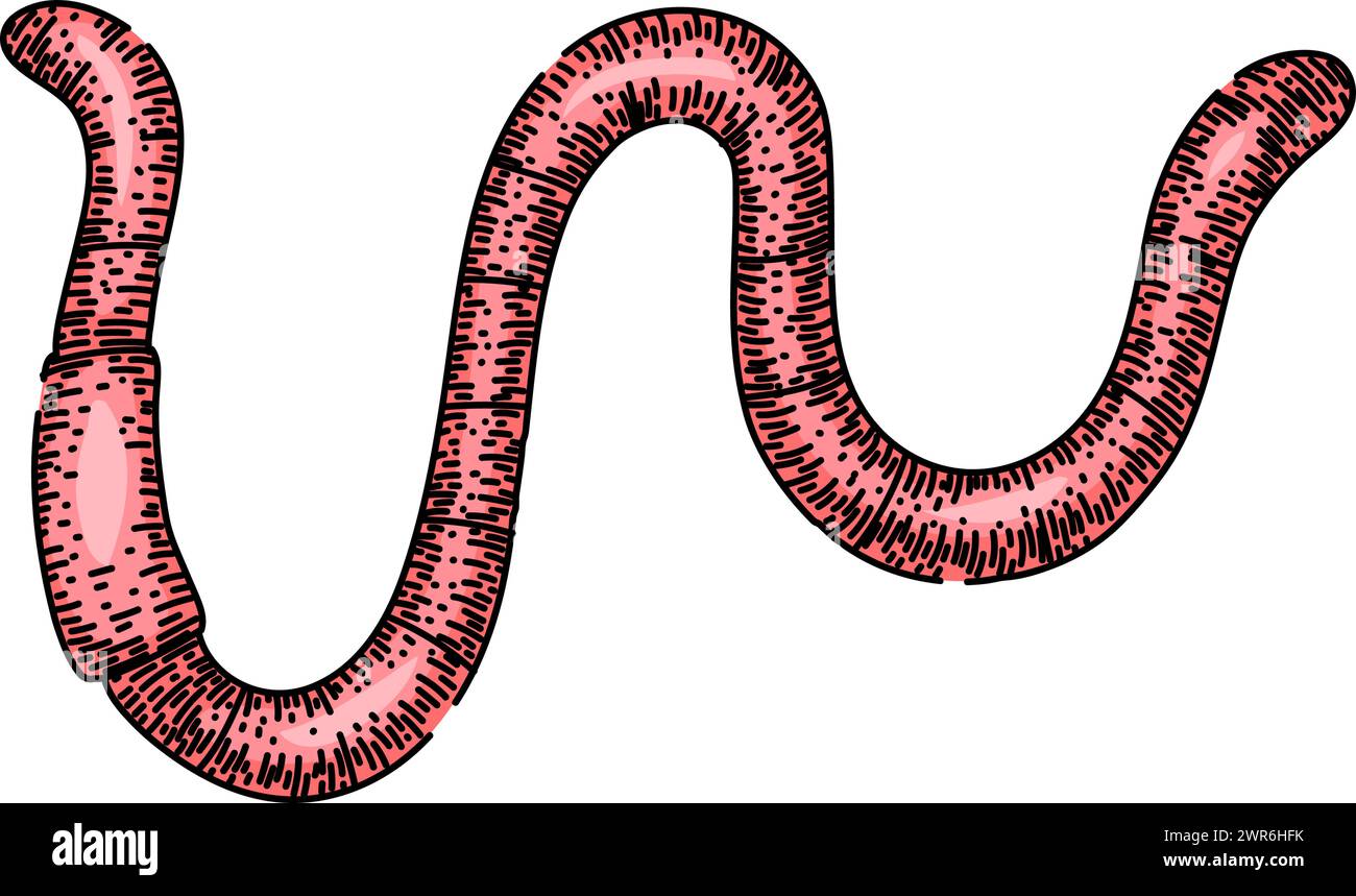 earthworm worm sketch hand drawn vector Stock Vector Image & Art - Alamy