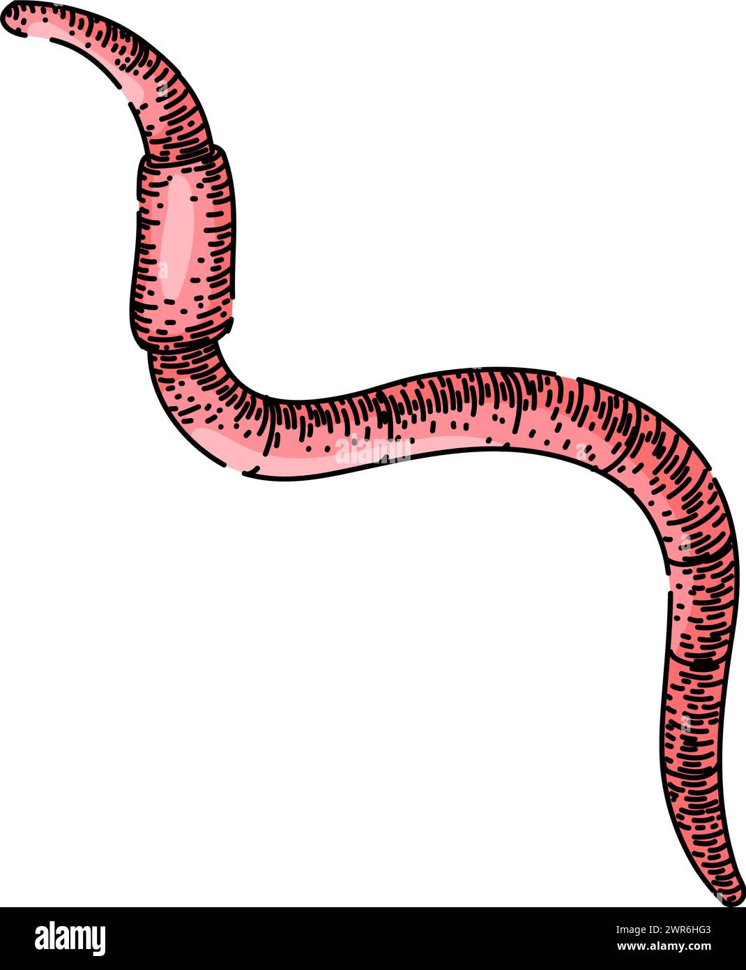 simple worm sketch hand drawn vector Stock Vector Image & Art - Alamy