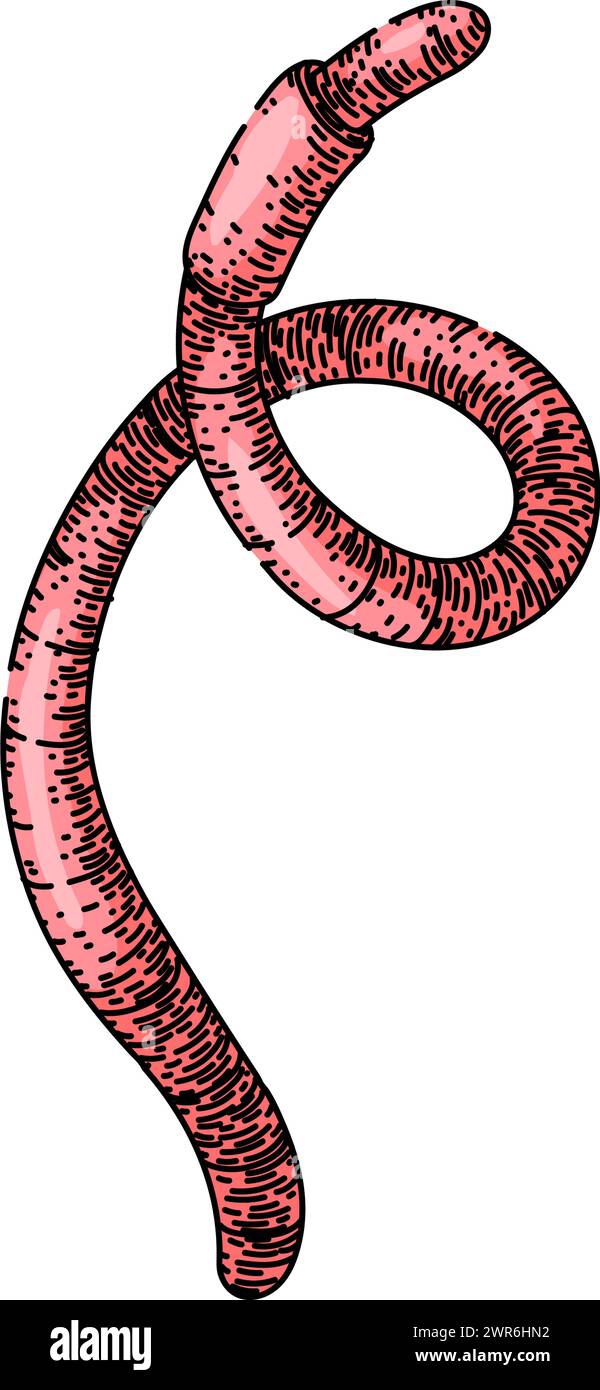 worm sketch hand drawn vector Stock Vector Image & Art - Alamy