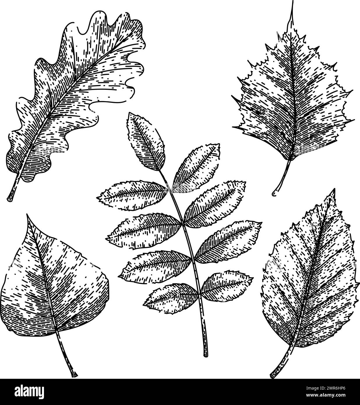 autumn leaf set sketch hand drawn vector Stock Vector Image & Art - Alamy