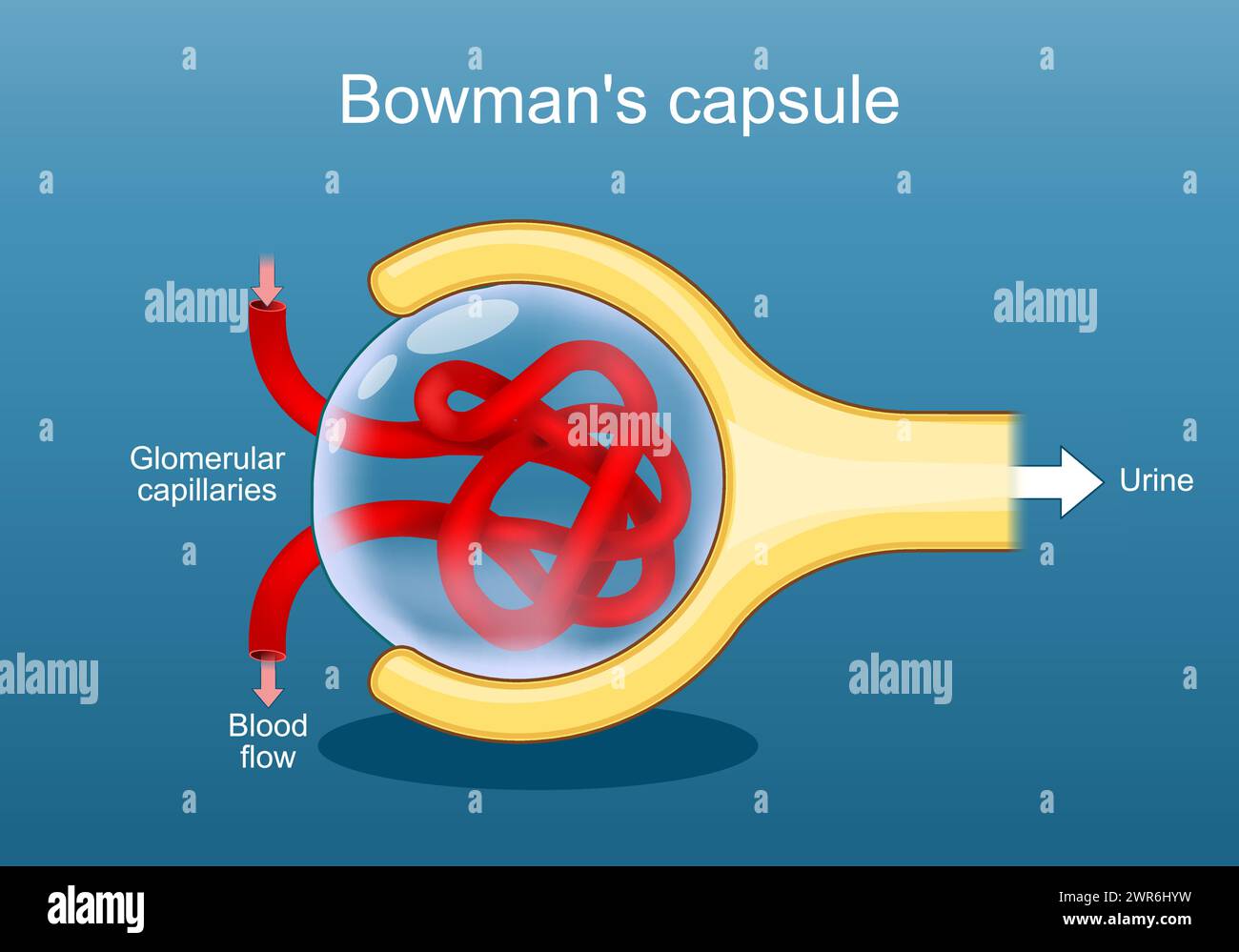 Nephron structure. Urine formation. Cross section of a Bowman capsule ...