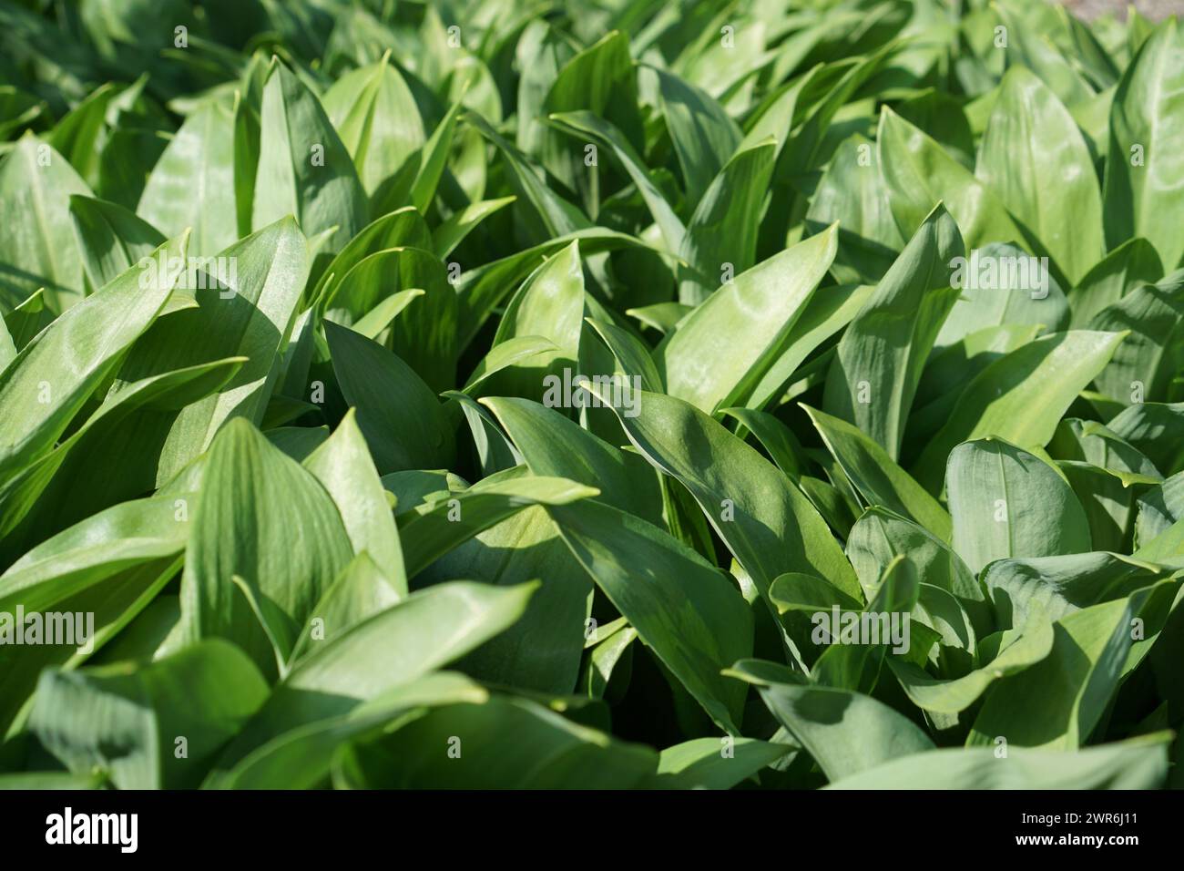 Field of wild garlic (Allium ursinum) in spring Stock Photo - Alamy