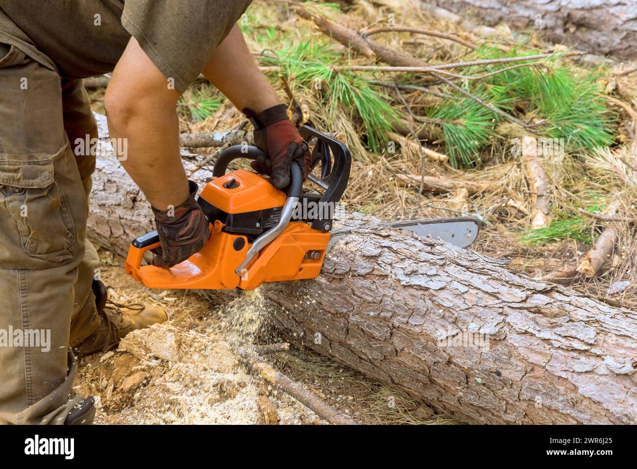 Using chainsaw professional lumberjack, lumberjack cuts down trees ...