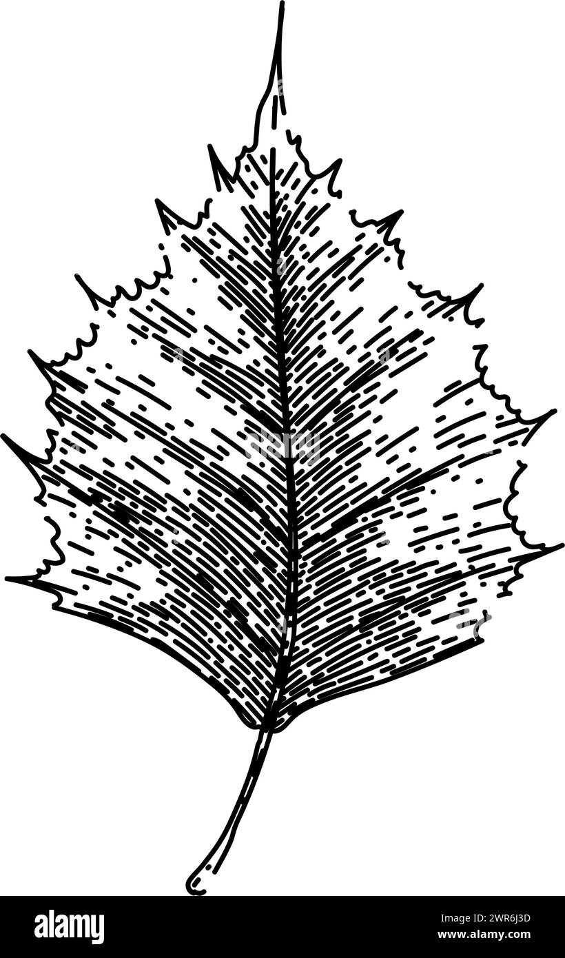 ground autumn leaf sketch hand drawn vector Stock Vector Image & Art ...